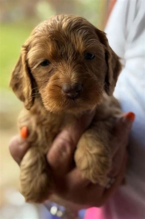 Kennel Club Registered Cockapoo Puppies For Sale From Private Sellers