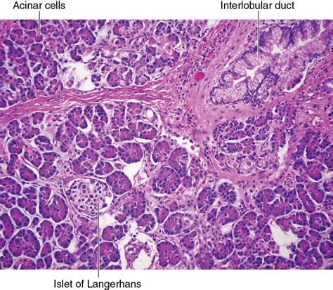 The Endocrine Pancreas Fed And Fasted Metabolic States Clinical Tree