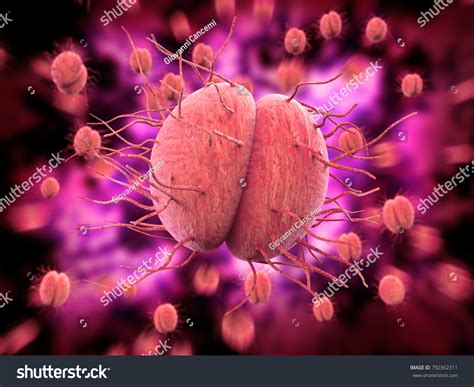 Bactérias Neisseria Gonorrhoeae Ou Neisseria Meningitidis Ilustrações