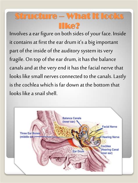 Auditory Canal Function Insidergerty