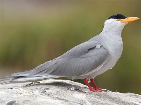 River Tern Bird Watcher