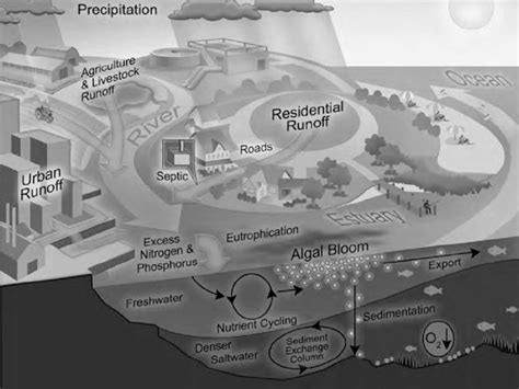 Numerous Sources From The Watershed Of The Lake Contribute To Nutrient
