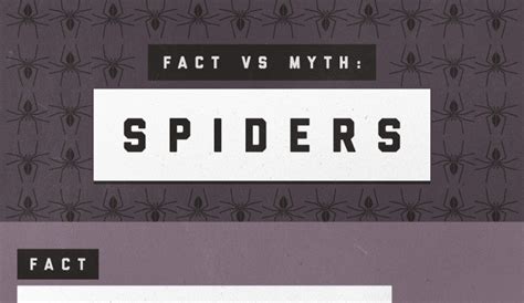 Bed Bug Bites Vs Spider Bites Hrf