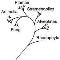 Divisional Characteristics And Background Of Rhodophyta