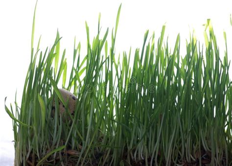 Egg Hidden In Green Grass Close Up Easter Concept Stock Image Image Of April Space 211796751