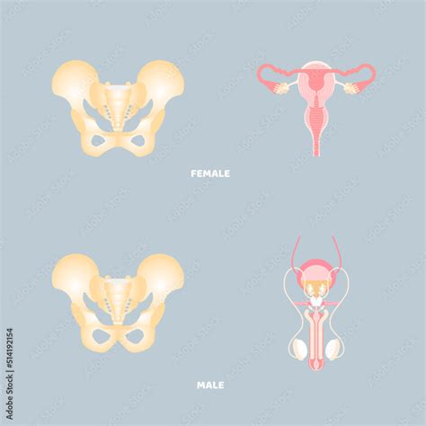 Photography Poster Anatomy Of Pelvic Bone And Male And Female