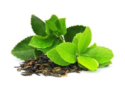 Café Verde Y Té Verde Dos Aliados Naturales A La Hora De Adelgazar