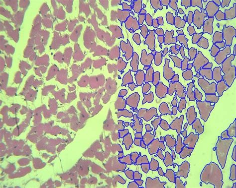 Life Science Image Analysis Scispot