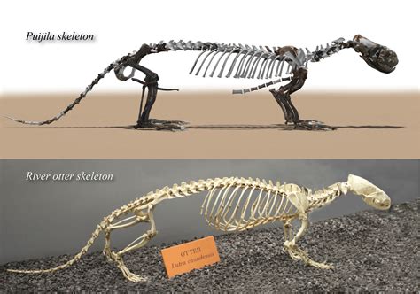 Dr Richard Dawkins Missing Link Goes Missing Says Avc Films Producer