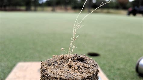 A Couple Problems With Year Round Soil Nutrient Analysis Asian