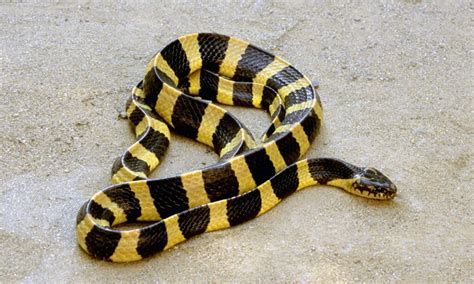 10 Snakes With Neurotoxic Venom A Z Animals