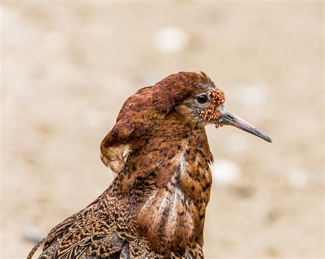 Ruff Audubon Field Guide