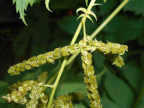 Aruncus Dioicus Brides Feathers Eastern Goats Beard Goats Beard