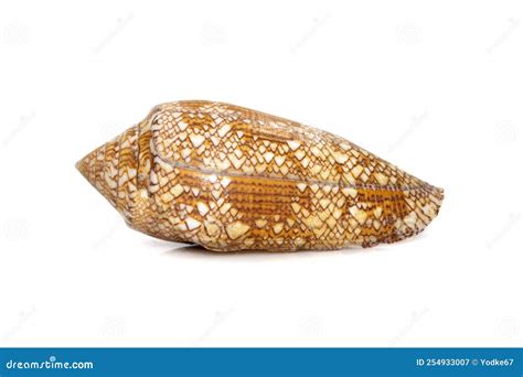 Image Of Conus Tessulatus Common Name The Tessellated Cone Is A Species Of Sea Snail A Marine