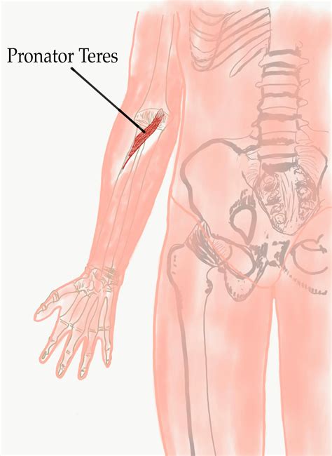 Pronator Teres — The Bodywork Institute