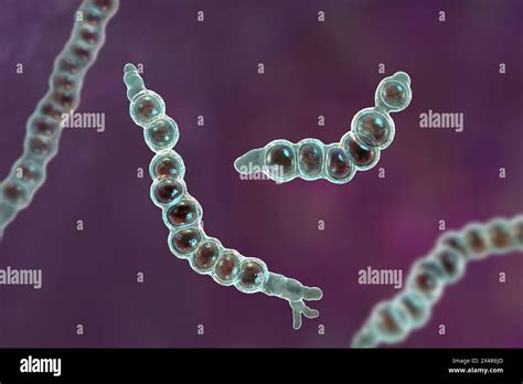 Illustration Of The Trichophyton Verrucosum Cattle Ringworm Fungi