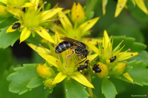 Fotoalben Bilder Aus Der Heimat Einheimische Insekten 129