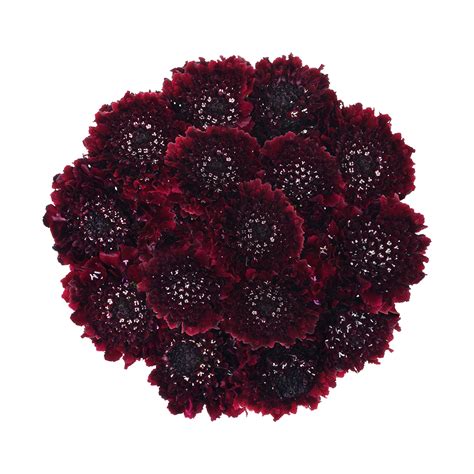 Burgundy Scabiosa Esmeralda Farms Wholesale Flowers