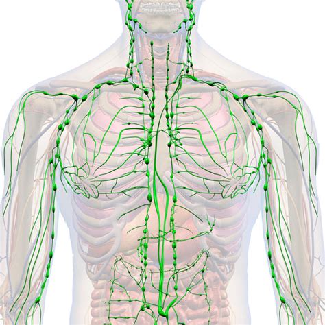 Lymphatic System Foods Best Foods For Lymphatic System