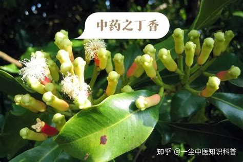 丁香的功效和作用 知乎