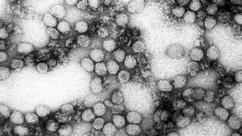 Yellow Fever Causes And How It Spreads Yellow Fever Virus Cdc
