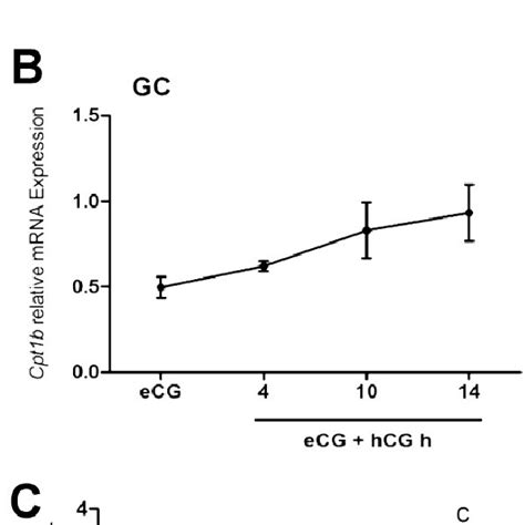Schematic Representation Of B Oxidation Pathway And Its Inhibition By