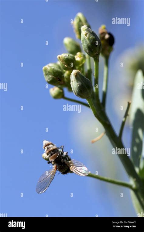 Cabbage Fly Also Cabbage Root Fly Root Fly Or Turnip Fly Delia