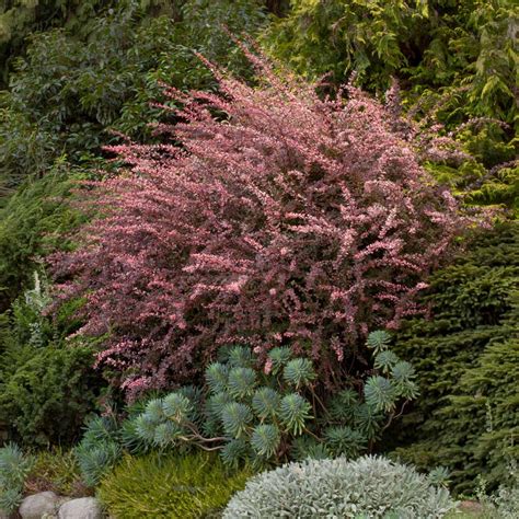 Rose Glow Barberry Bushes For Sale