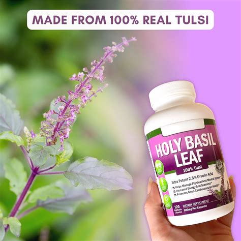 Holy Basil Leaf Capsules Vegan Holy Basil Leaf Extract Capsule Positive