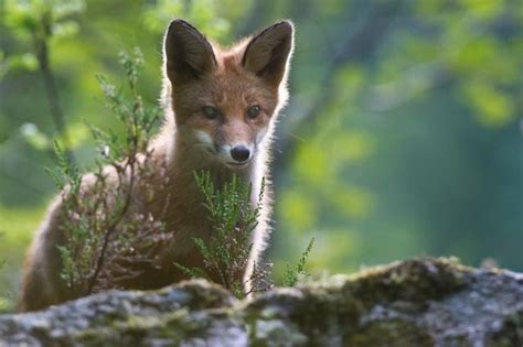 Battleground Blogg Mikkel Rev