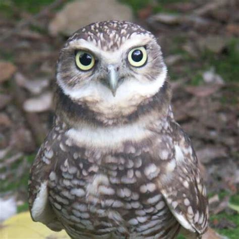 Burrowing Owl Curiodyssey