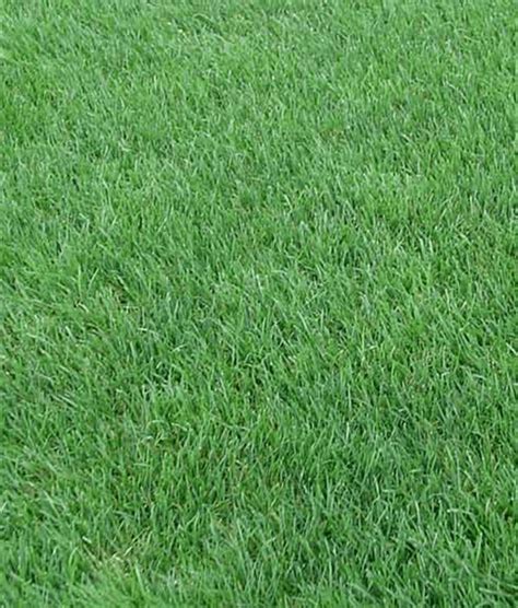 Perennial Ryegrass Vs Tall Fescue Sod Which Is Best For Your Lawn