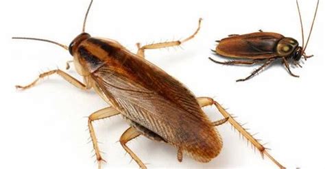 Cockroach At Best Price In Chennai Id 16779269873