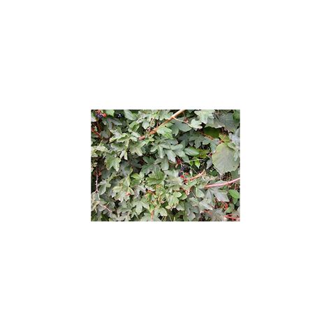 Field Maple Hedging Plants Buy Field Maple Hedge Plants Online