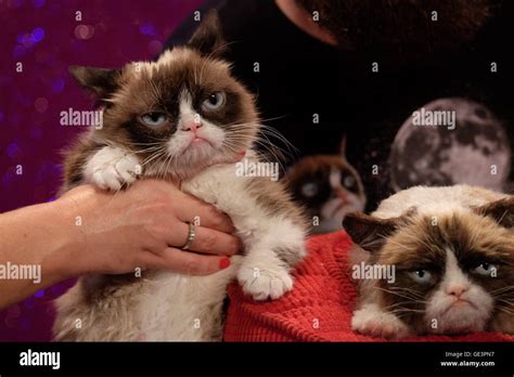 London Uk 23rd July 2016 Grumpy Cat Real Name Tardar Sauce Meets