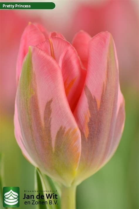 Pretty Princess Tulip Jan De Wit En Zonen Bv