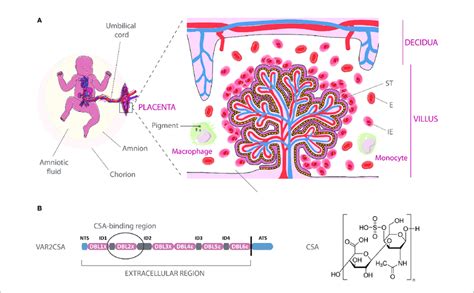 Infected Erythrocyte Sequestration Within The Intervillous Space Of
