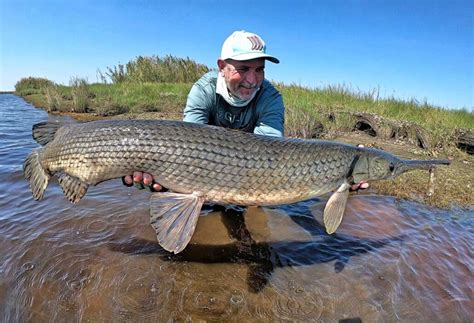 Largest Alligator Gar In The World