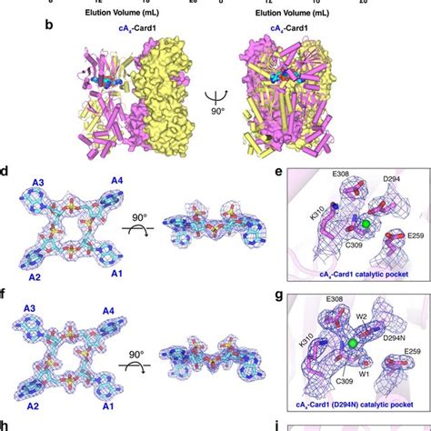Energetics Of Binding Of Cyclic Oligoadenylates To Dimeric Card1 And