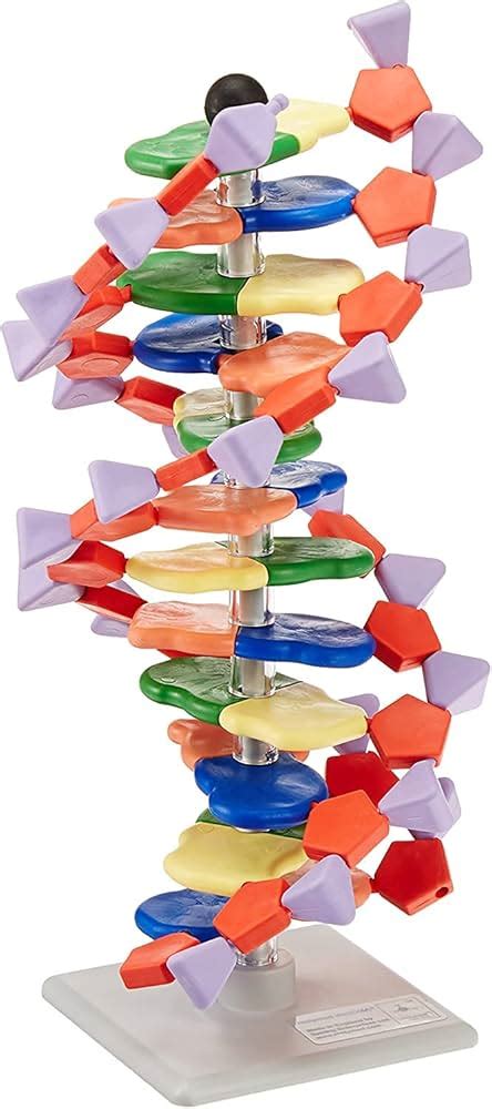 Dna Model Dna Foundation Modeling Axial