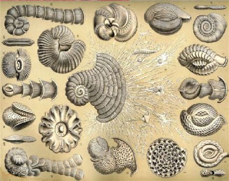 Modern Classification System At Jacklyn Poole Blog