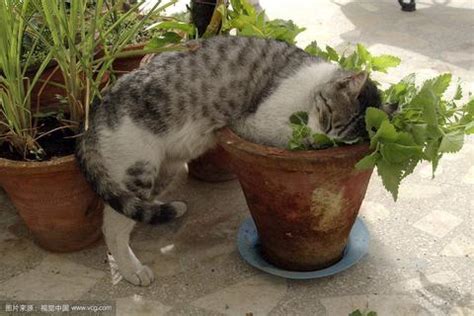 猫薄荷和薄荷一样吗？有什么区别？ 知乎