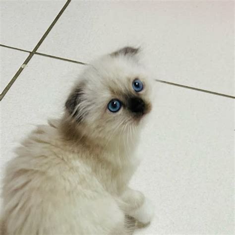 點點 Dotdotikeepacat • Threads Say More