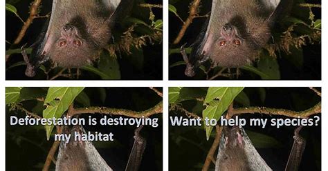 Endangered Monkey Faced Bat Imgur