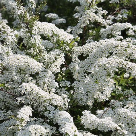 Spiraea Cinerea X Grefsheim Clematitero
