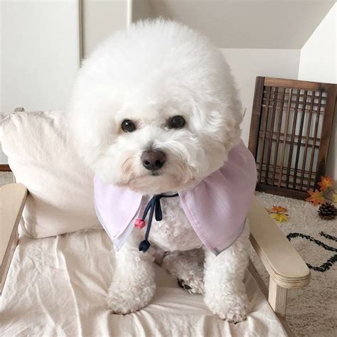 바이담수미 리본끈 한복 강아지 케이프 L