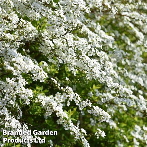 Spiraea Thunbergii Dobies