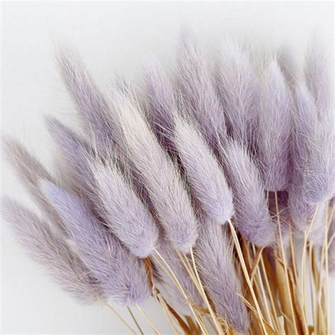 Natural Rabbit Tail Grass 50 Pieces Bunny Rabbit Tail Dried Flowers