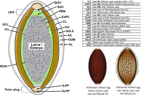 Nematode Eggshells A New Anatomical And Terminological Framework With A Critical Review Of
