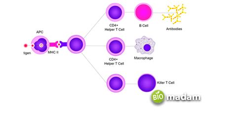 Difference Between Antibodies And Lymphocytes Biomadam